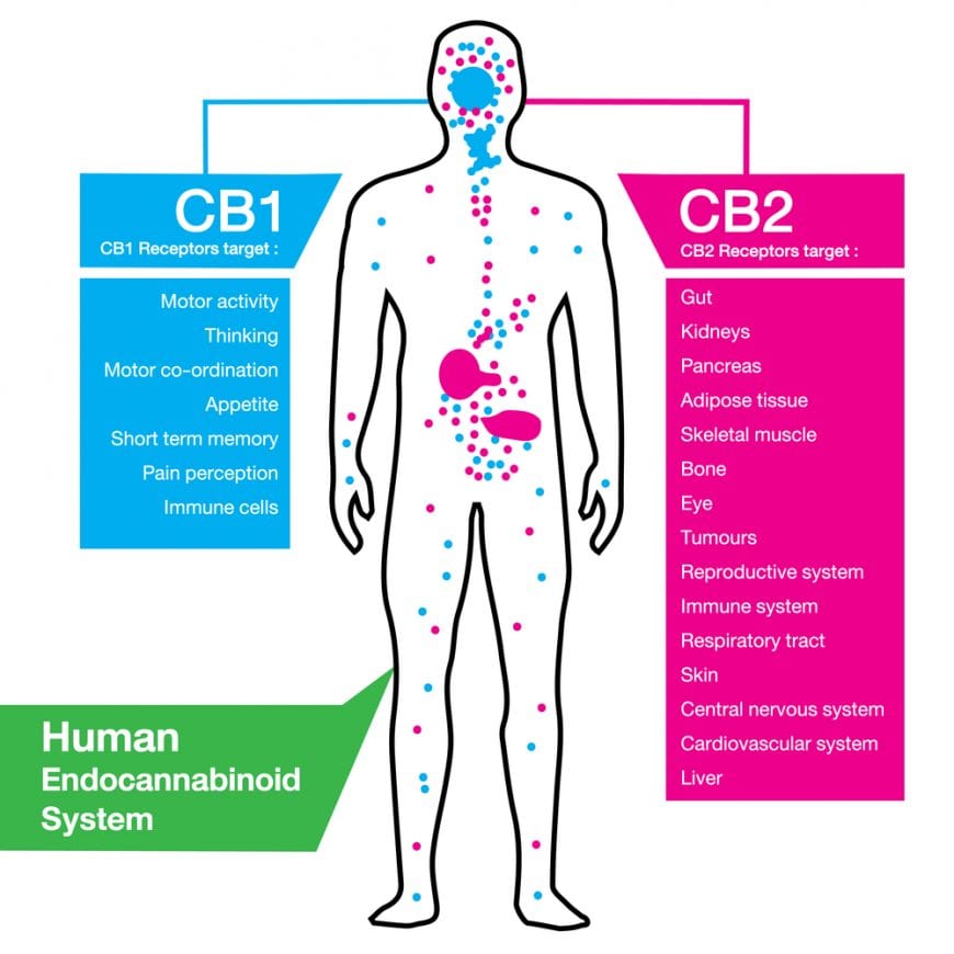 Four Types Of Cannabinoid Receptors And How They Work Four Types Of Cannabinoid Receptors And How They Work