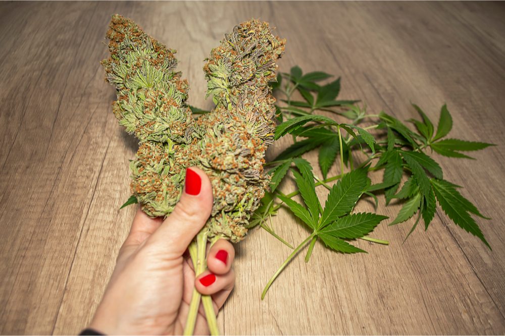 Top Tips How To Grow Bigger Buds Outdoors Rxleaf